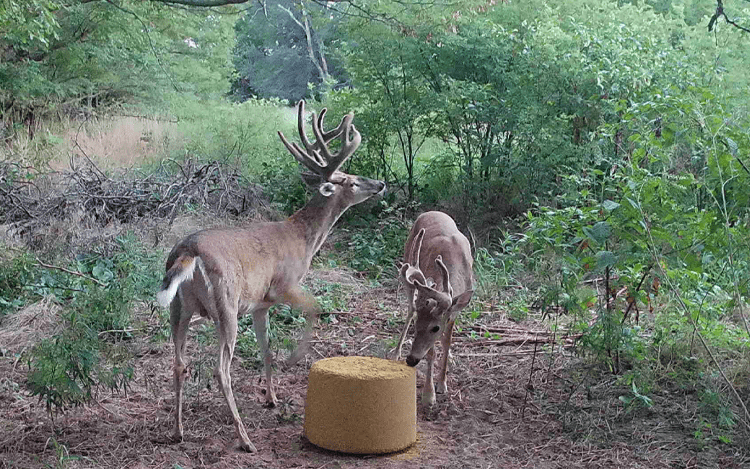 Home - Deer Products